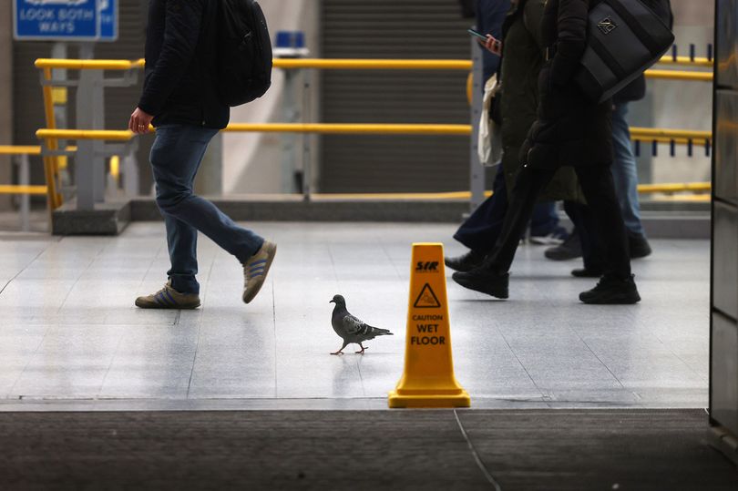 Pigeon killings probed by police after 100 birds shot dead by pest ...