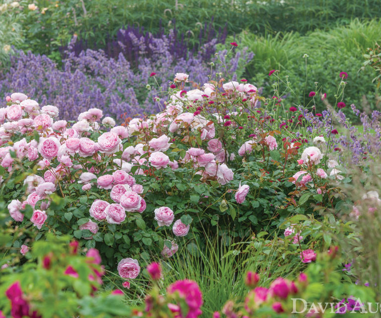 What to do with roses in February to guarantee an outstanding display ...