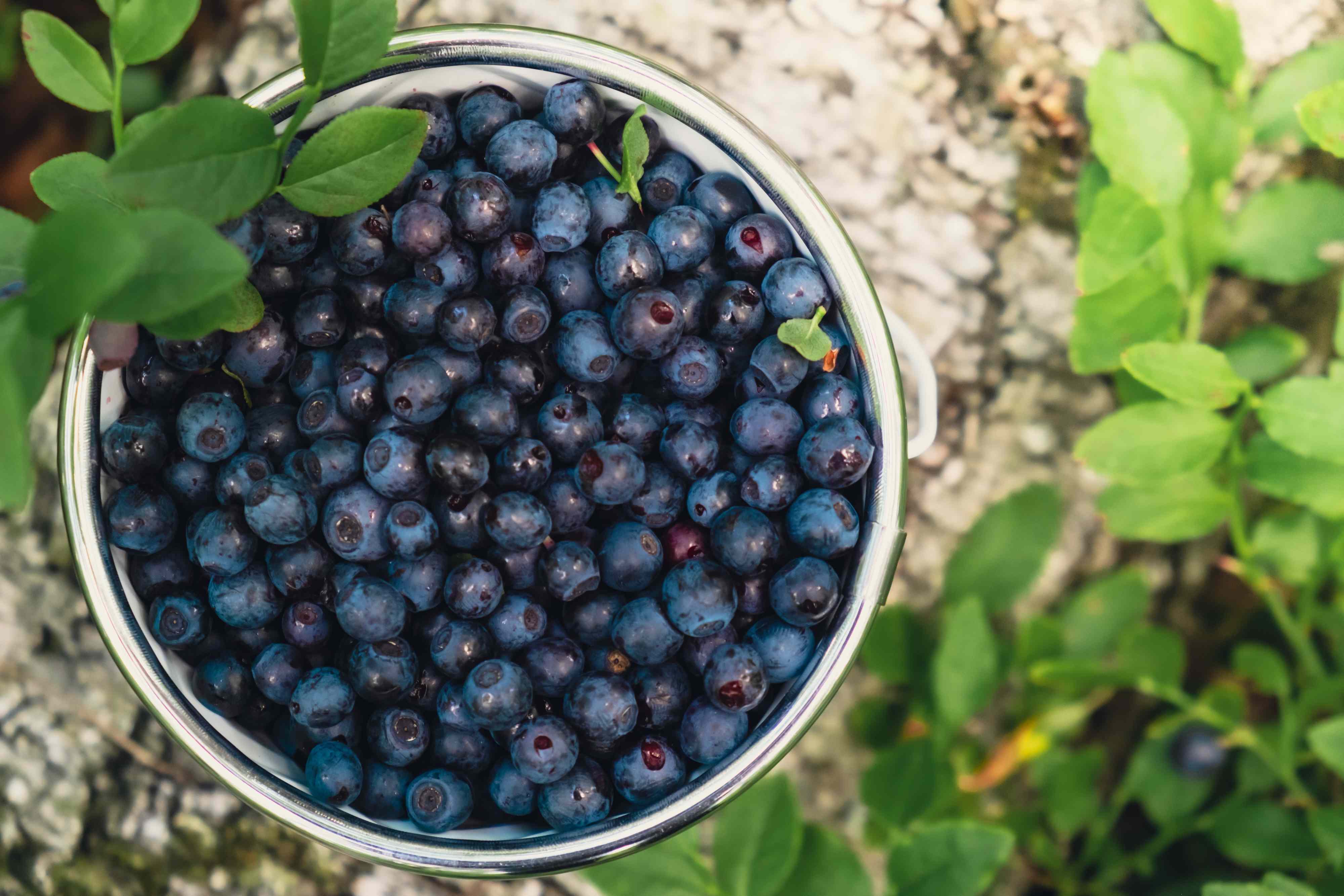 What happens to your gut health when you eat wild blueberries regularly