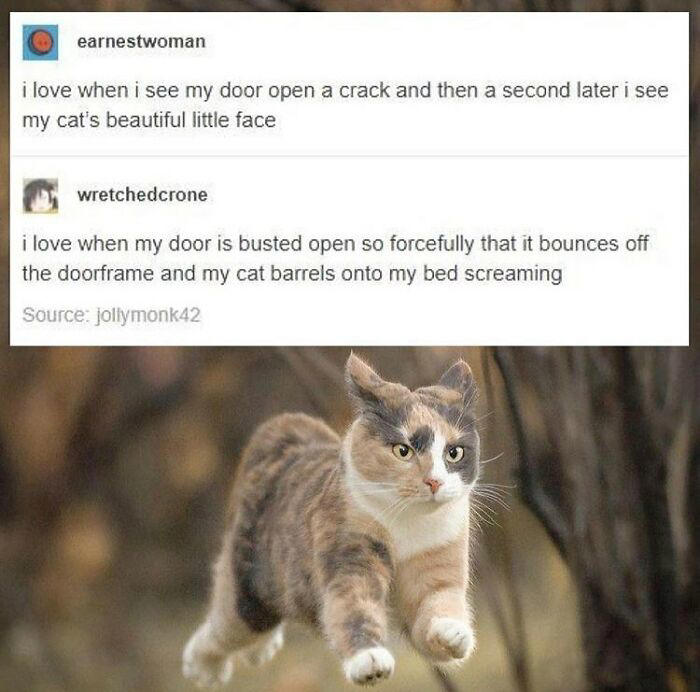 110 silly cats who are just out there living their lives