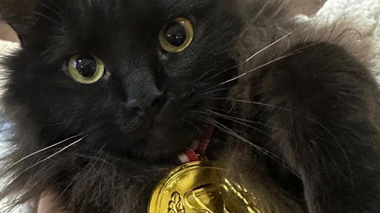 This cat wearing his owner's gold medal is the true winner of the ...