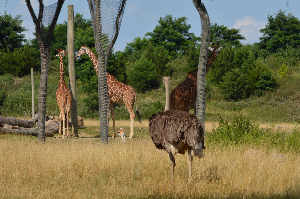 Best US zoos for animal lovers