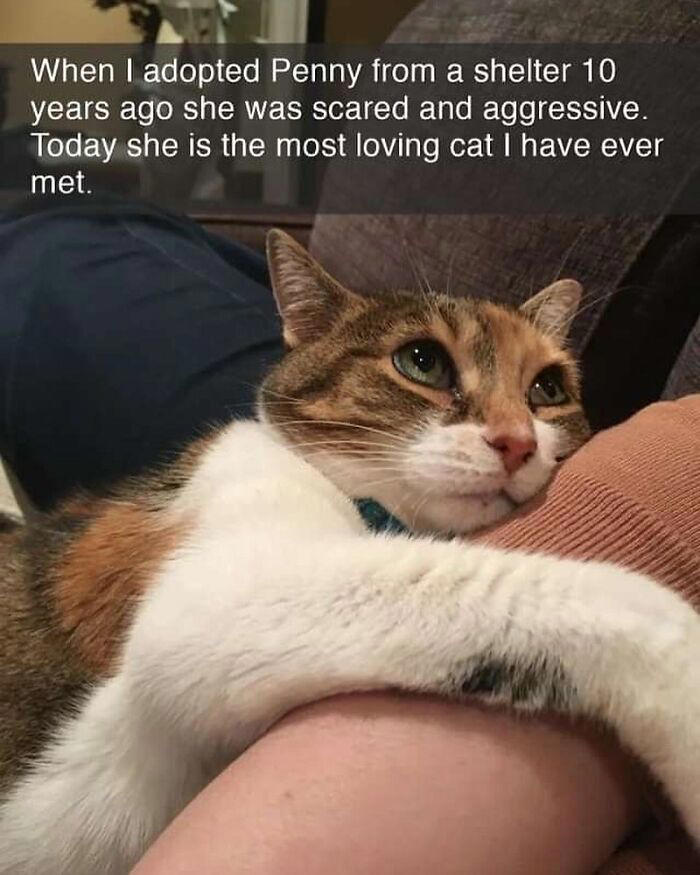 110 silly cats who are just out there living their lives