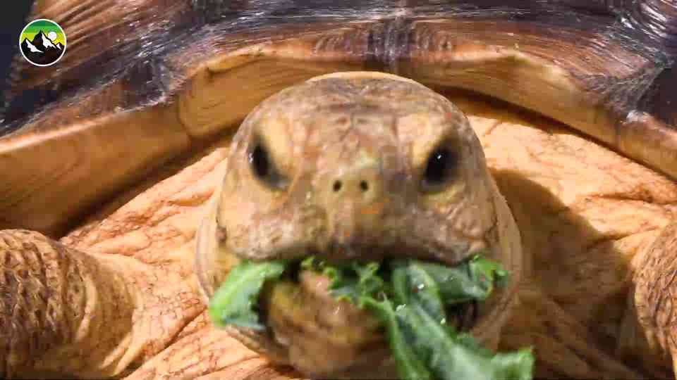 How much can a tortoise really eat?