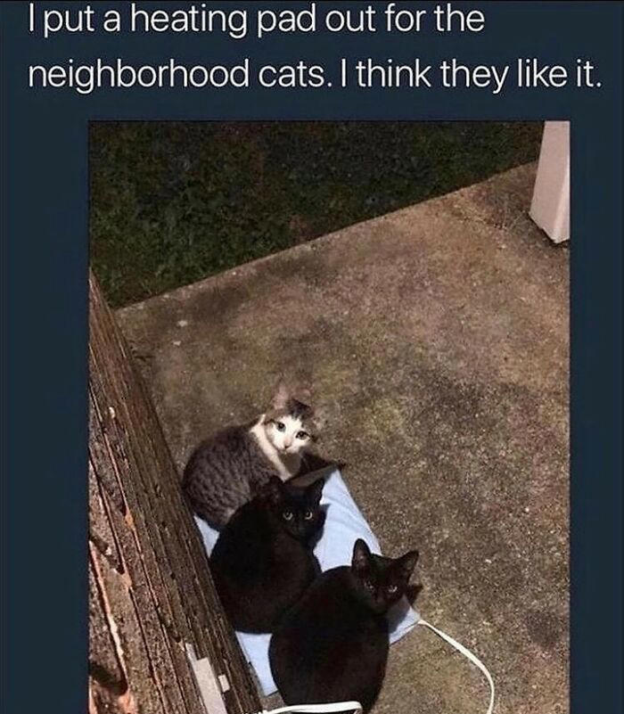 110 silly cats who are just out there living their lives