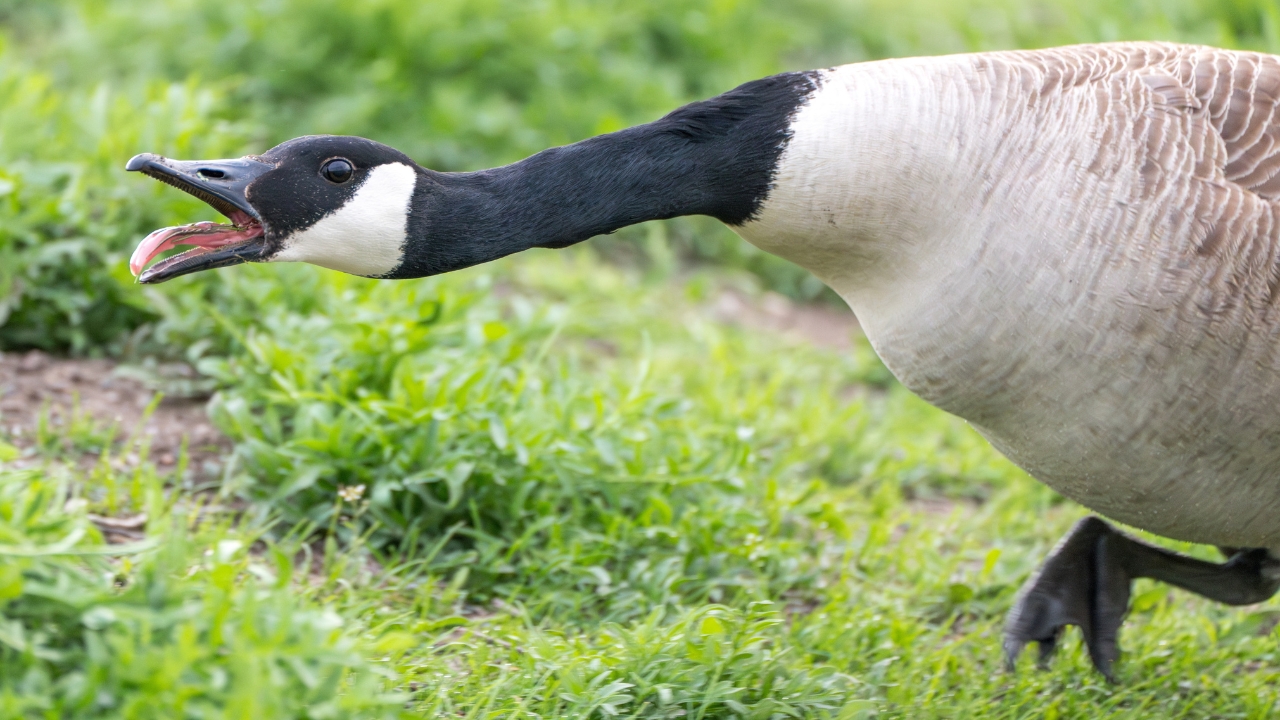 The animals that attack without warning when you get too close