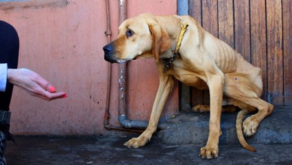 Starving dog who lived his life on a chain is a big goofy baby now