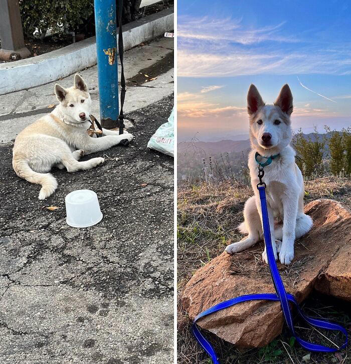 From surviving to living: 29 before & after pics of rescue dogs who ...