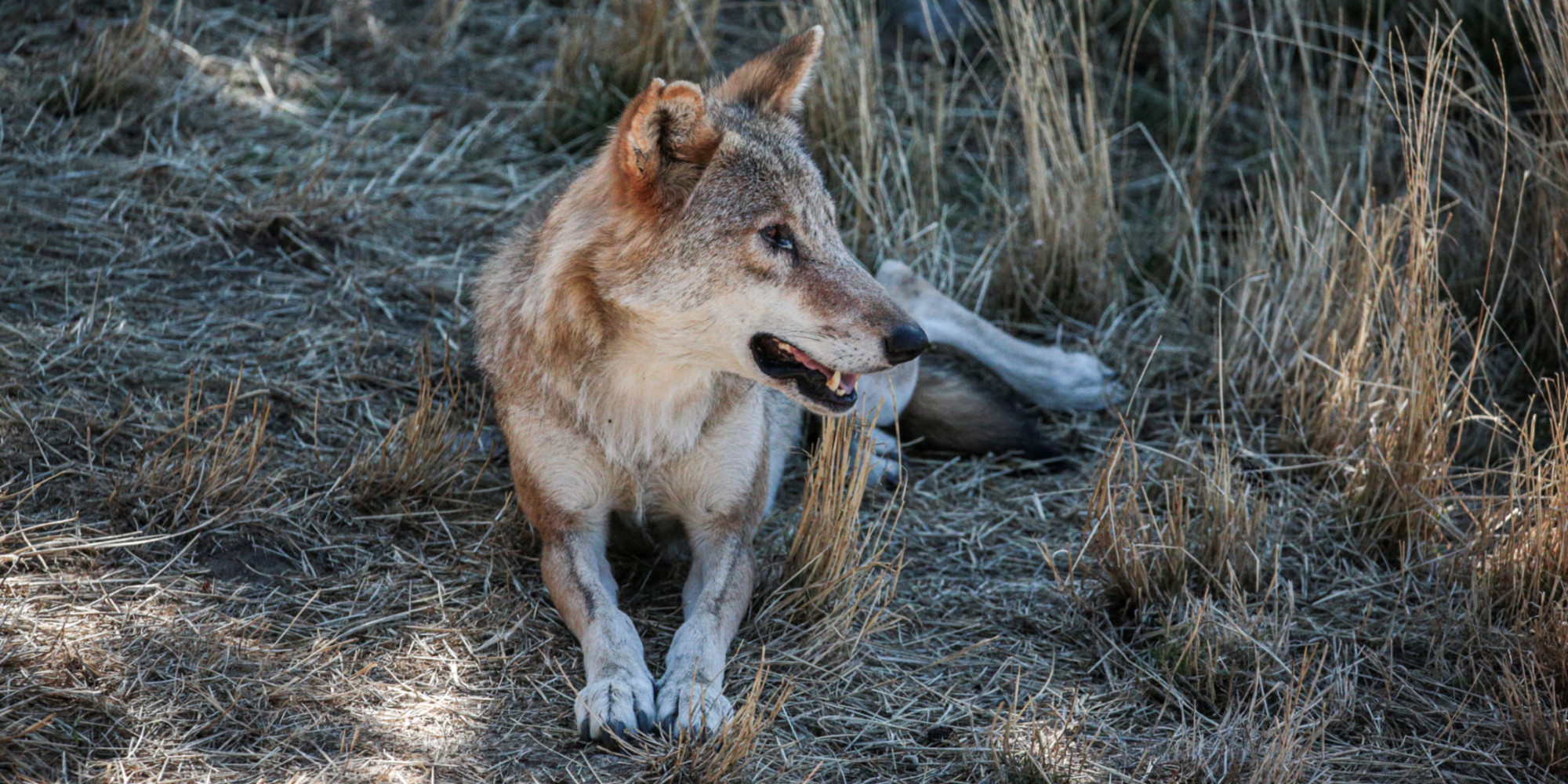 Le gouvernement autorise les tirs sur un loup qui attaque un élevage ...