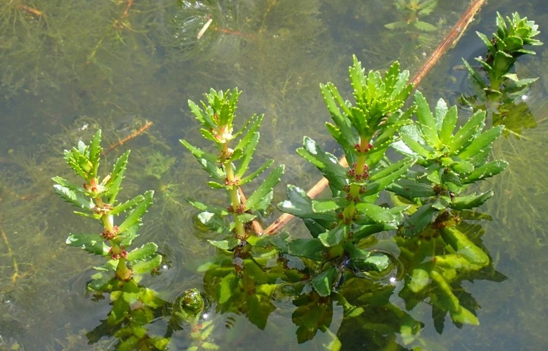 Une nouvelle espèce de plante exotique invasive détectée dans des ...
