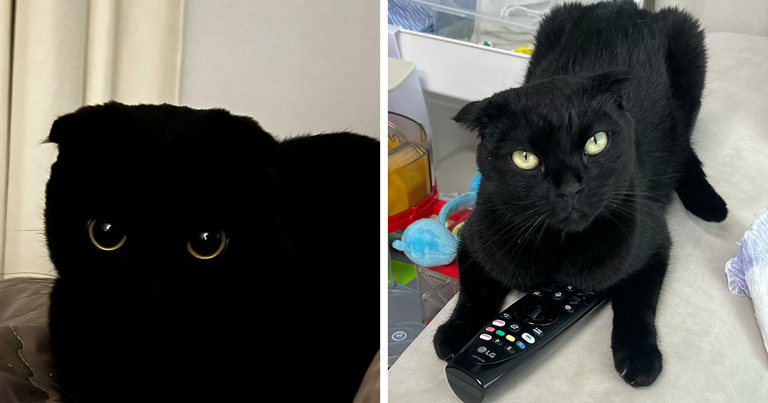 Say hello to MeonJi, the black cat whose adorable pics are spreading ...