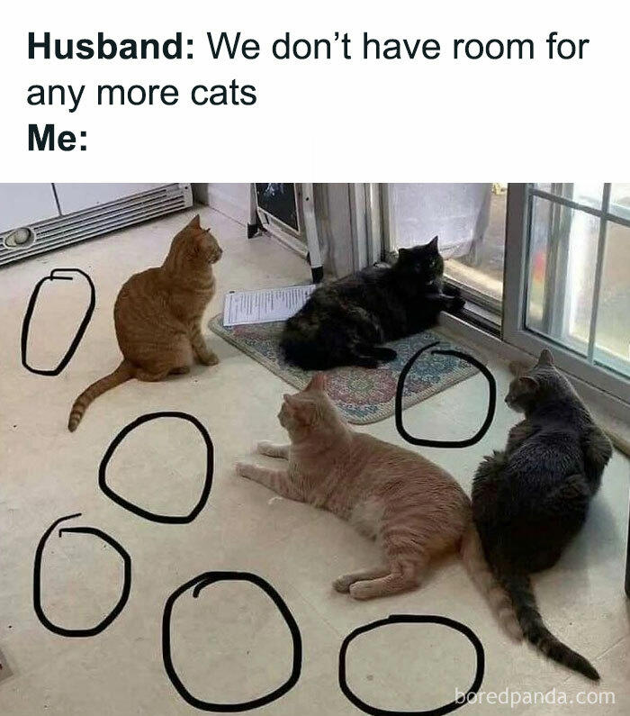 110 silly cats who are just out there living their lives