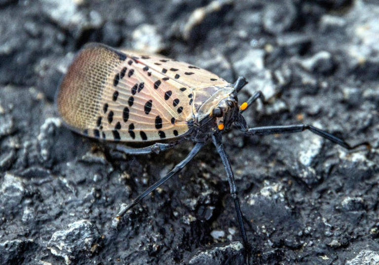 Spotted lanternfly: Ohio takes more aggressive approach to stop ...