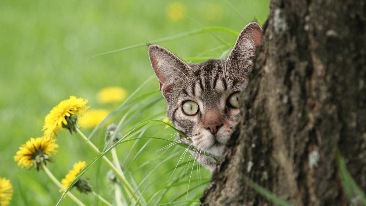 3 behaviors that signal psychological problems in cats, experts say