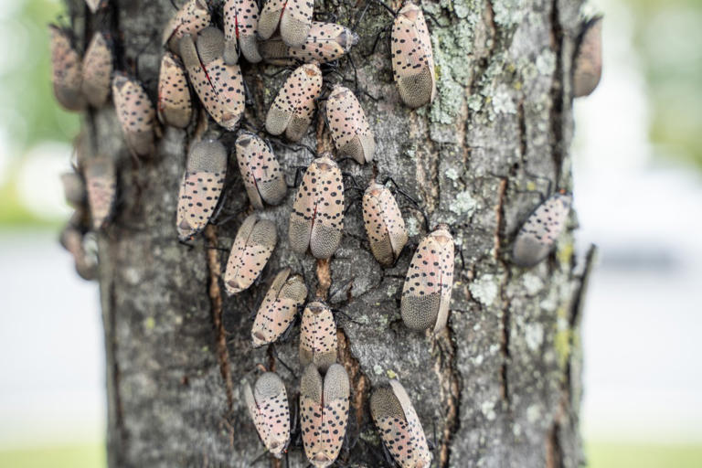 Spotted lanternfly: Ohio takes more aggressive approach to stop ...