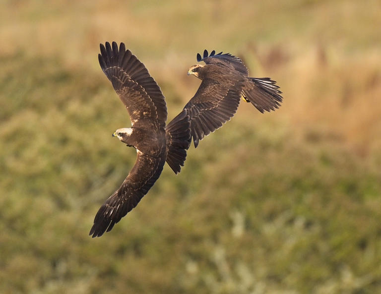 The return of a scarce breeding raptor to Scotland's wetlands