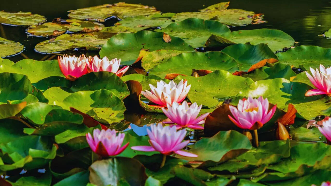 5 vastu-approved flowering plants you must grow to attract luck and ...