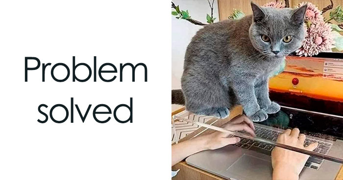 48 hilarious cat memes that capture feline attitude perfectly, courtesy ...