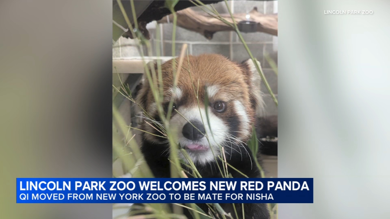 Lincoln Park Zoo welcomes new red panda just in time for Lunar New Year