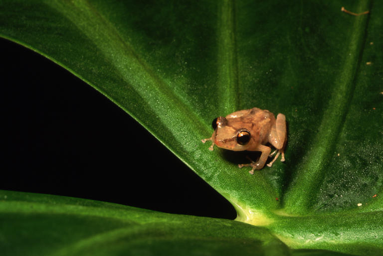 Study: A frog's mating call could be affected by climate change
