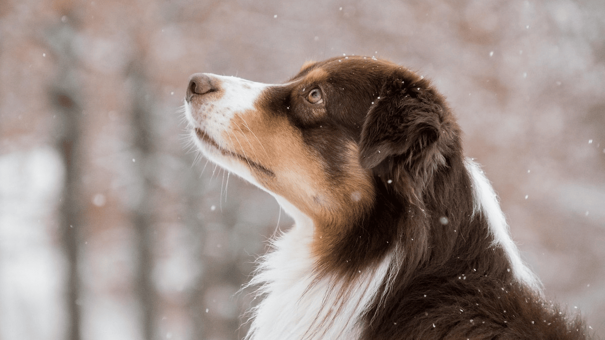 This is what dogs never forget about their owners (even after death)