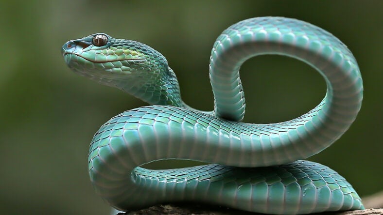 Snakes are increasingly exhibiting cannibalistic behavior, and blind ...