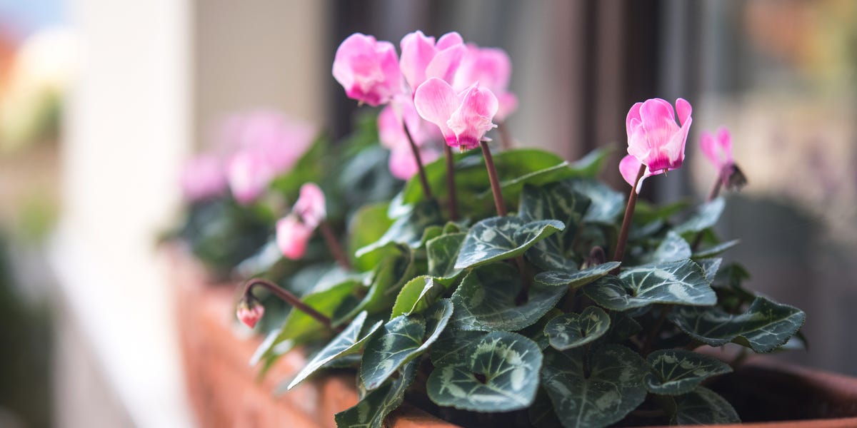 Can’t wait for spring? Grow these 5 container plants now
