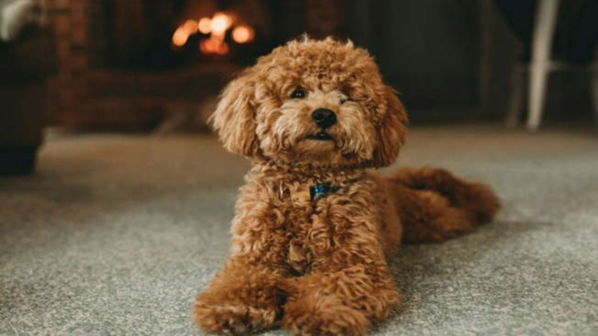 9 dogs that need to be with you all the time (24 hours a day, seven ...