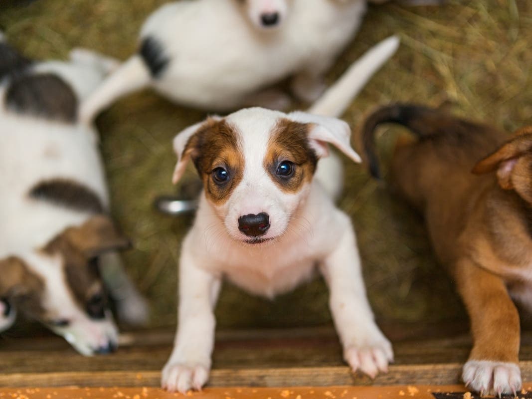 $600K+ raised for NJ animal shelter decimated by fire