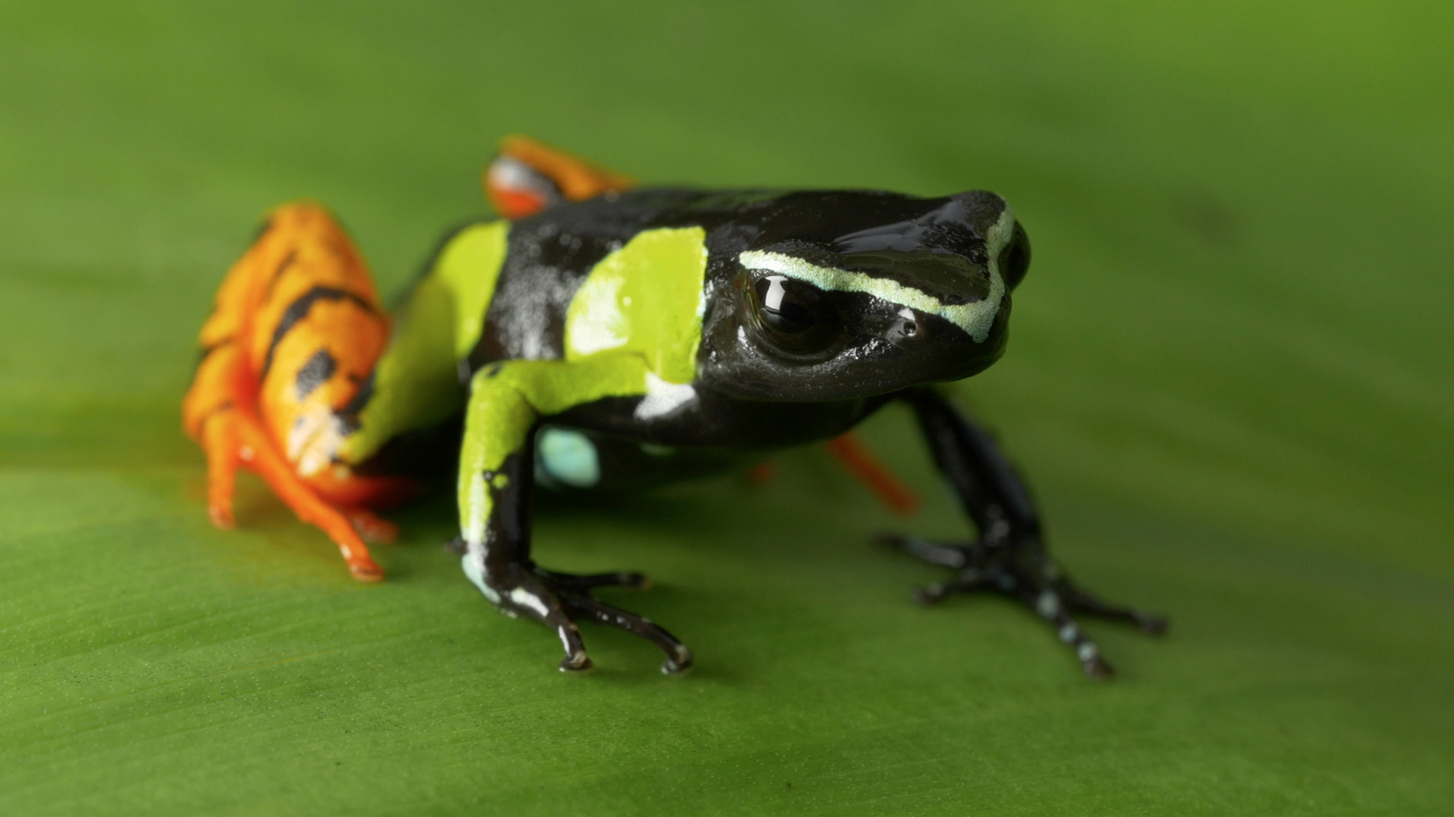 Rainbow frogs thrive in extreme climates | Land of Gremlins 103