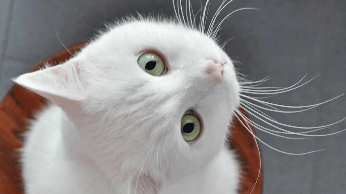 These 7 reasons could be why your cat is rejecting you (and is probably ...