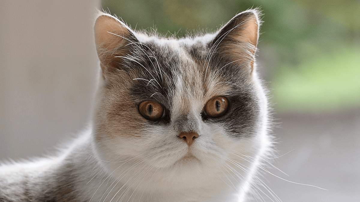 These 7 reasons could be why your cat is rejecting you (and is probably ...