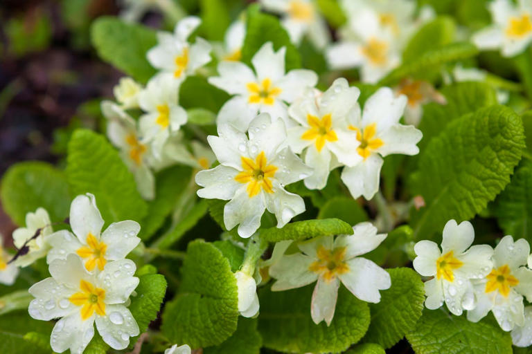 Can’t wait for spring? Grow these 5 container plants now