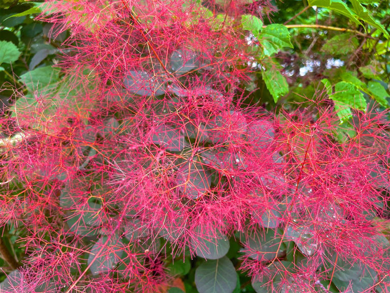 This eye-catching shrub will add major interest to your garden—and it ...