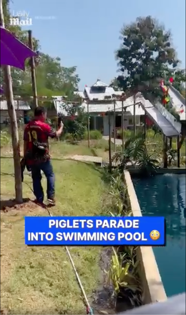 Piglets tumble into swimming pool during farm visit