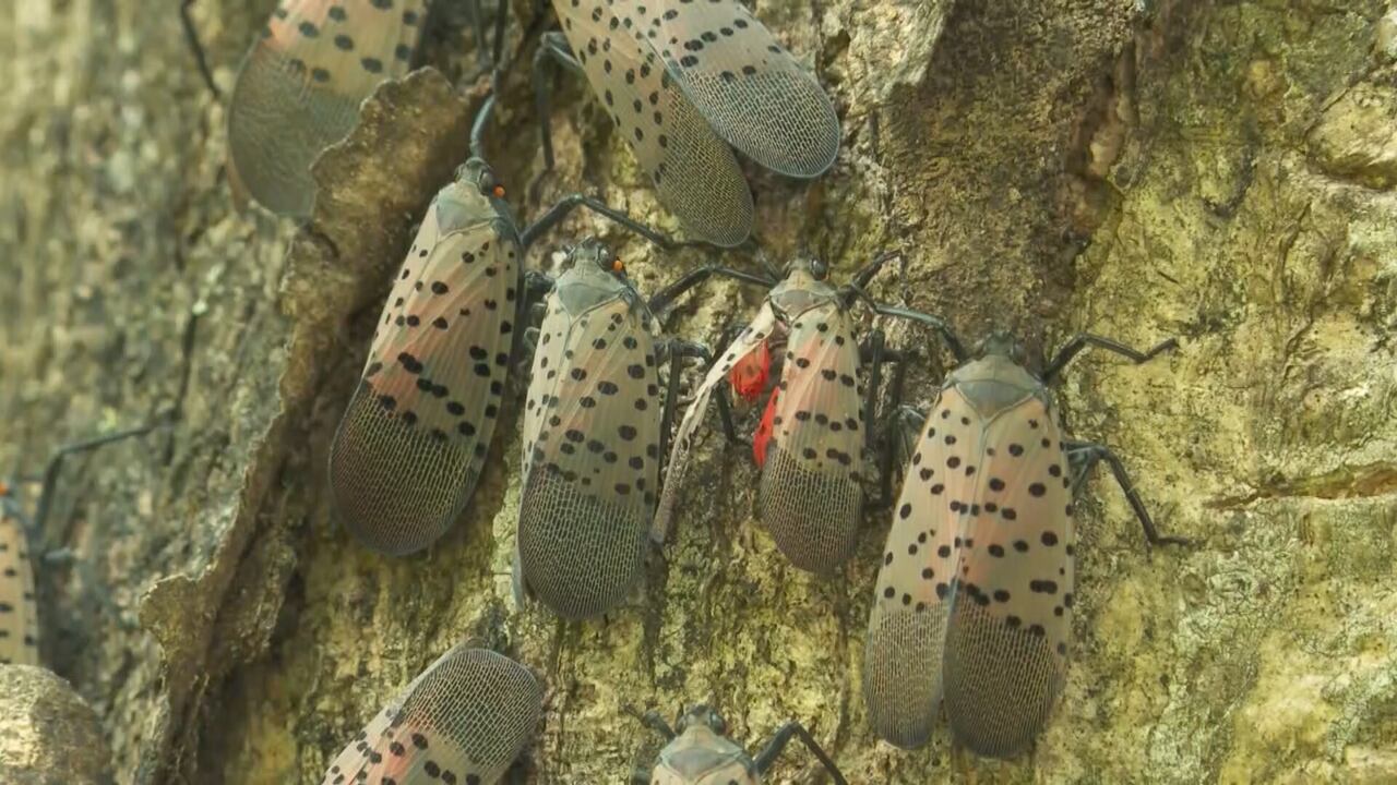 Springtime invasive hatch: Lanternfly season returns