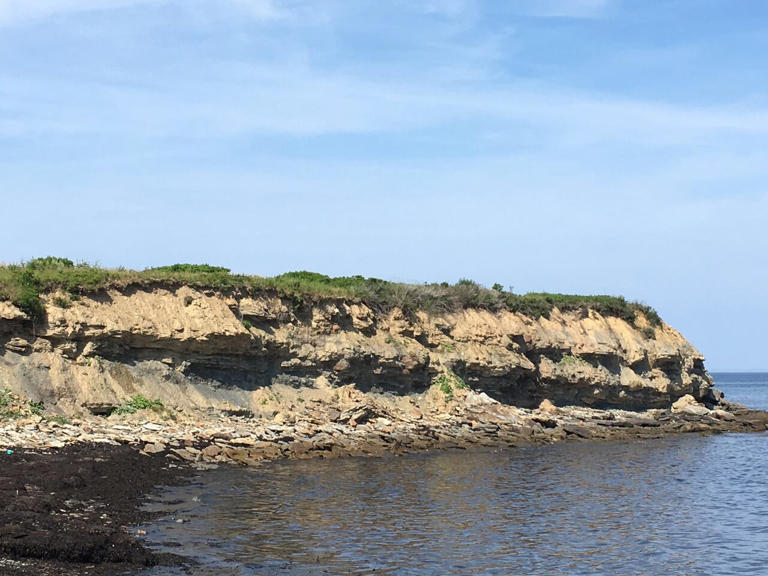 New fossil species discovered on Cape Breton Island may be one of the ...