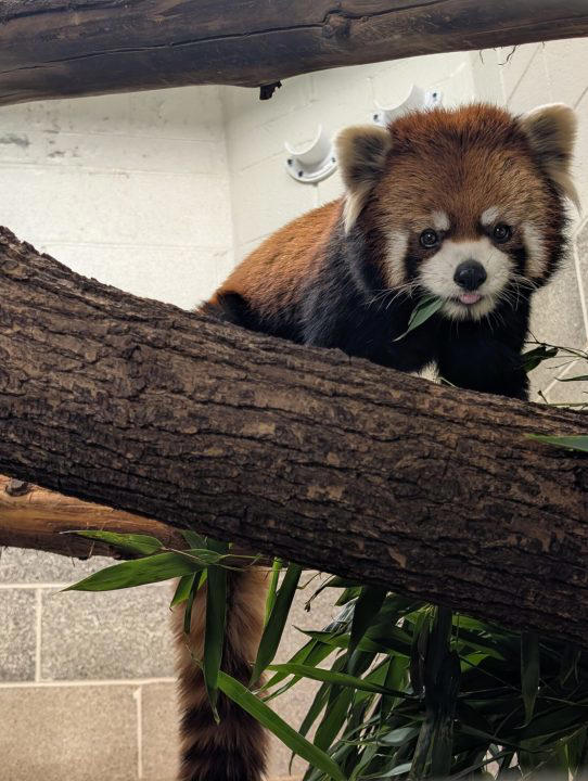 Lincoln Park Zoo welcomes new red panda for Lunar New Year
