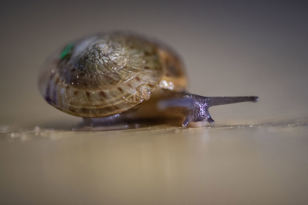 Scientists once thought this snail was extinct. But a surprising ...
