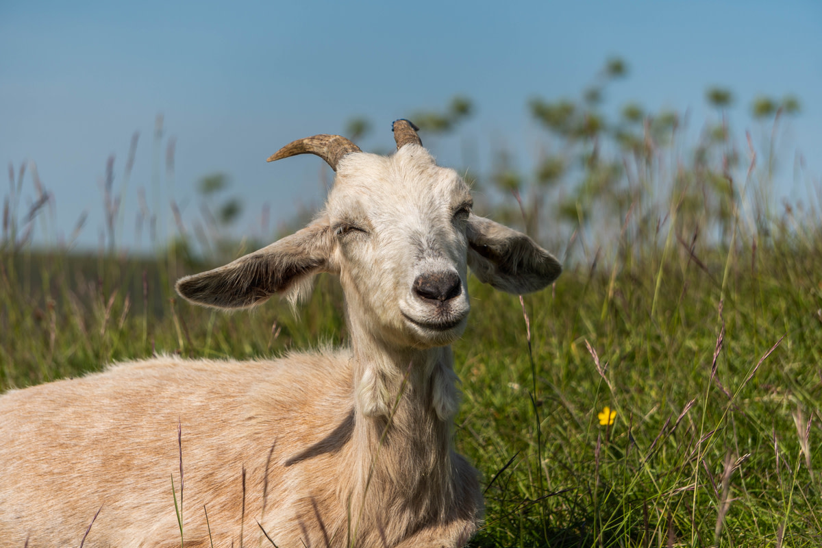 Meet Stella: The goat who acts like a house cat in an adorable TikTok video