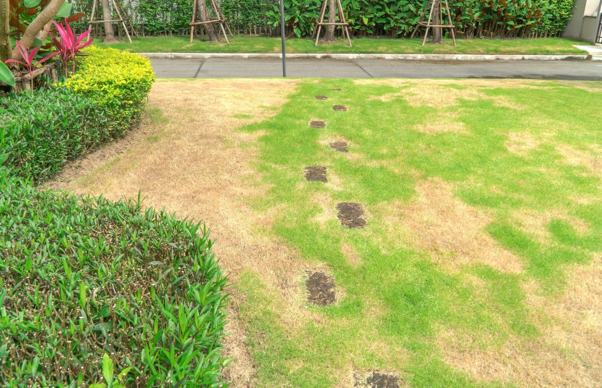 5 signs that it's high time to overseed your lawn