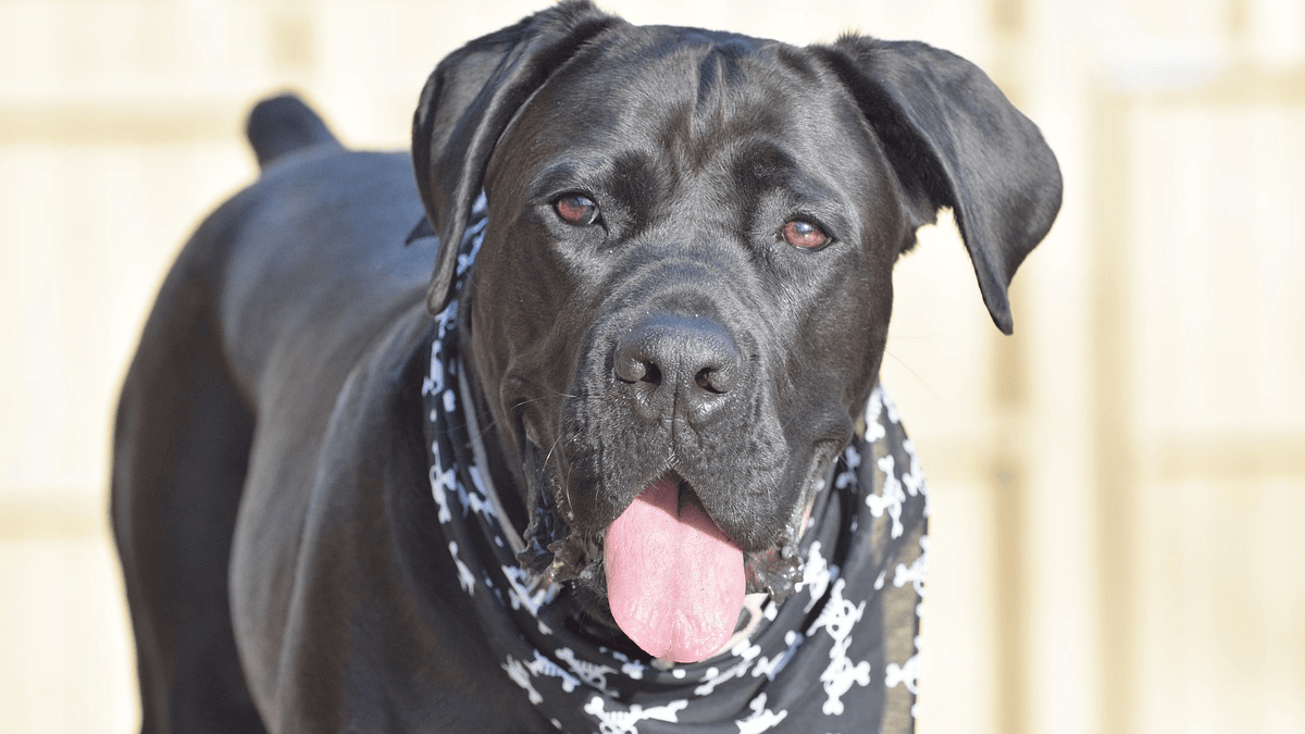 The 23 most protective dog breeds in the world, according to the ...