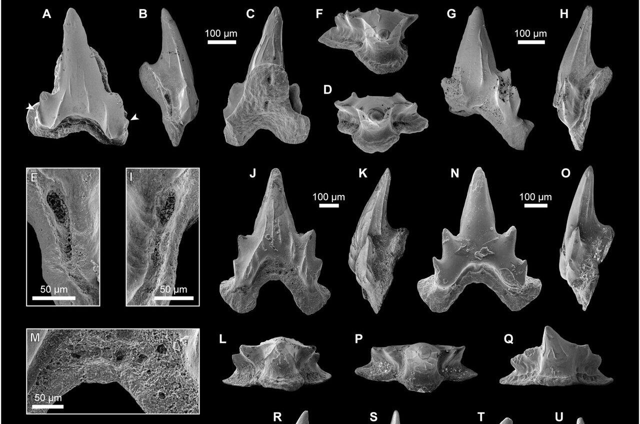 Prehistoric fossil poses puzzles in shark research