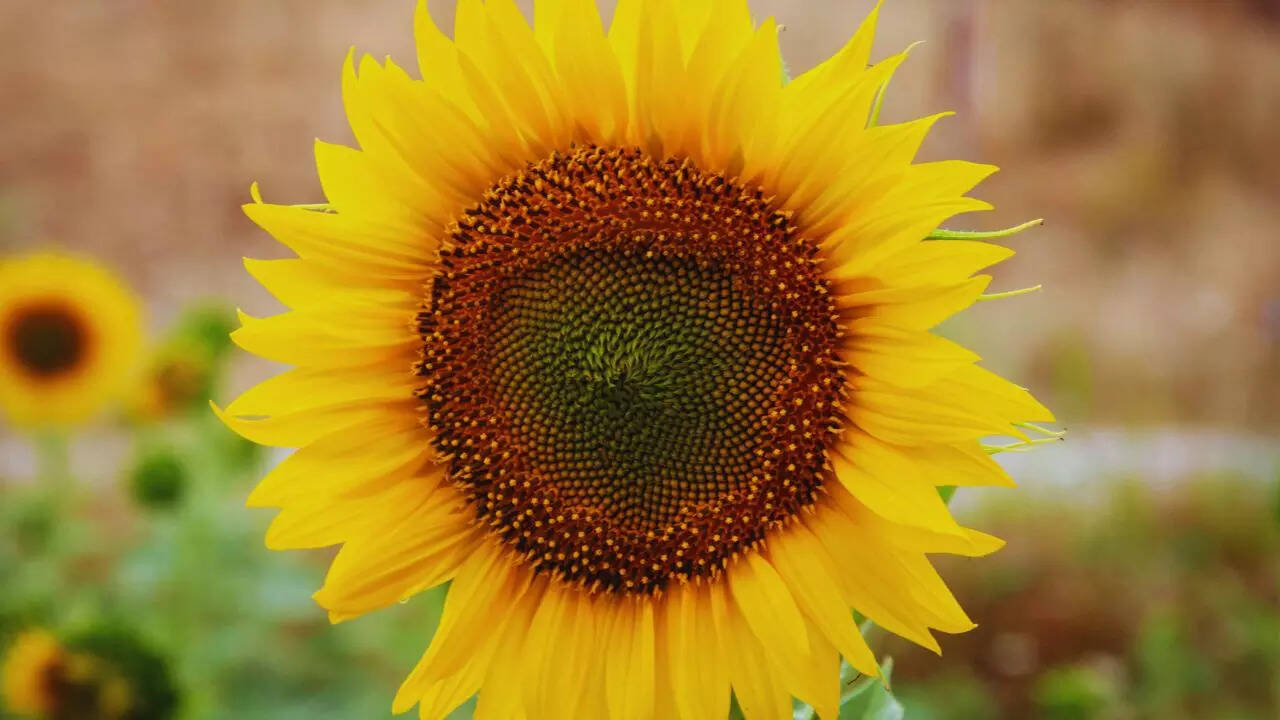 5 vastu-approved flowering plants you must grow to attract luck and ...