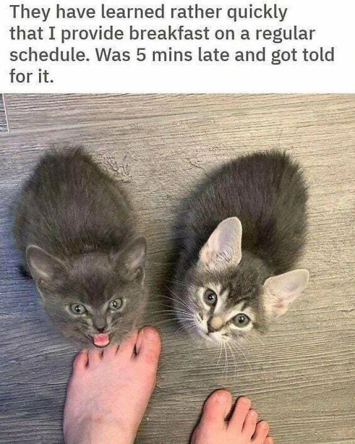 47 times cats proved they’re the masters of meme-full moments, as seen ...