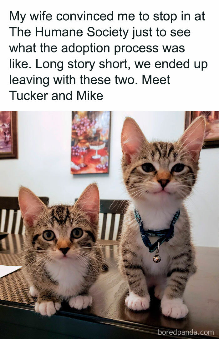 48 hilarious cat memes that capture feline attitude perfectly, courtesy ...
