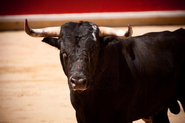 71-year-old man dies from bull goring at Carnaval del Toro festival in ...