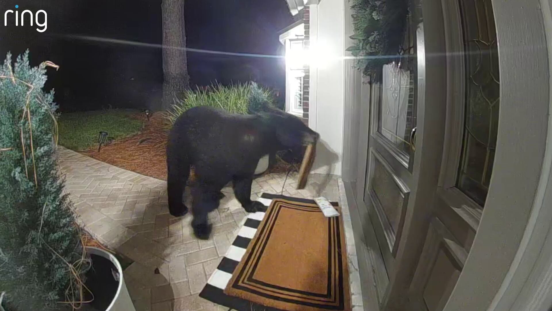Bear caught stealing Amazon package on Ring camera in Longwood