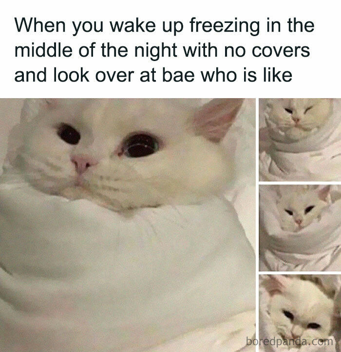 69 funny and chaotic marriage memes to send your partner instead of ...