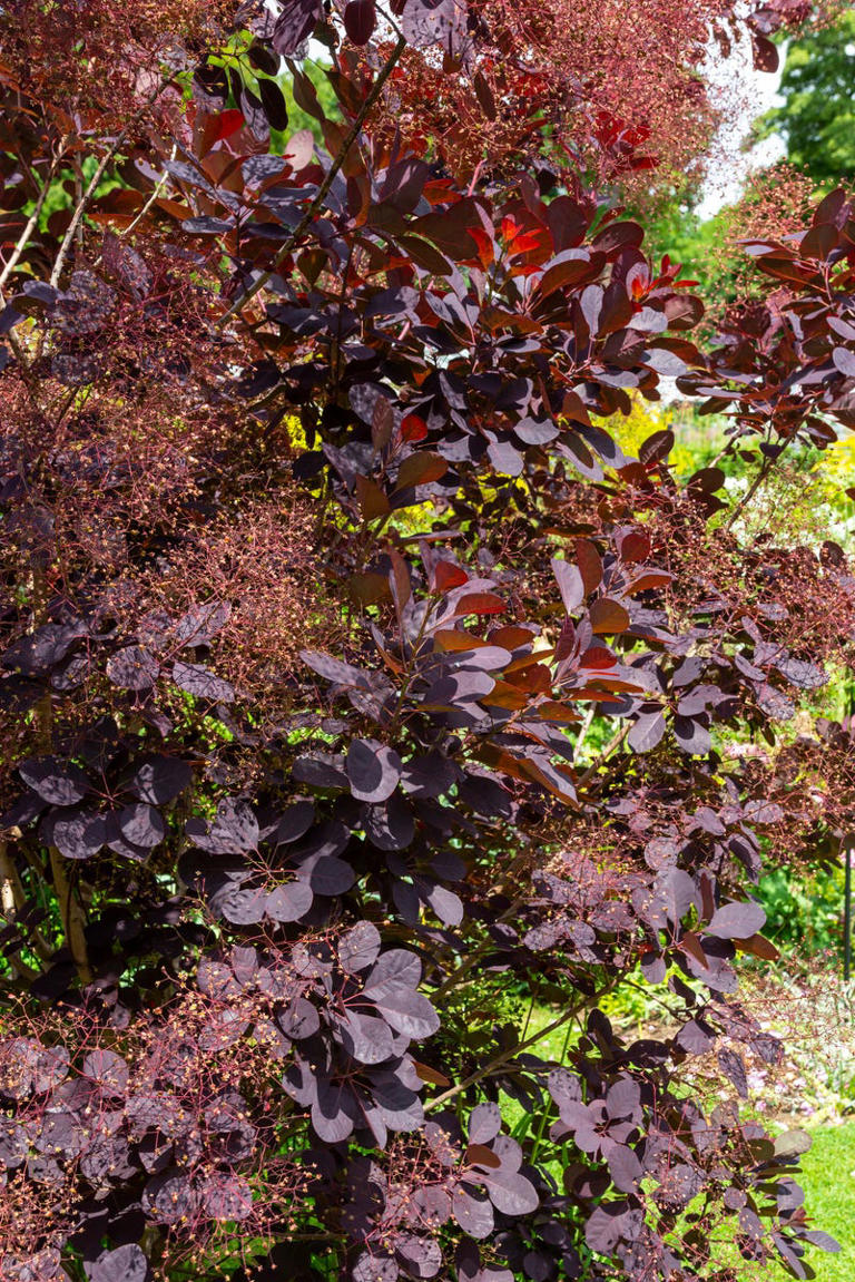 This eye-catching shrub will add major interest to your garden—and it ...